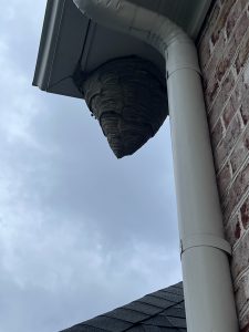 First Strike Pest Elimination